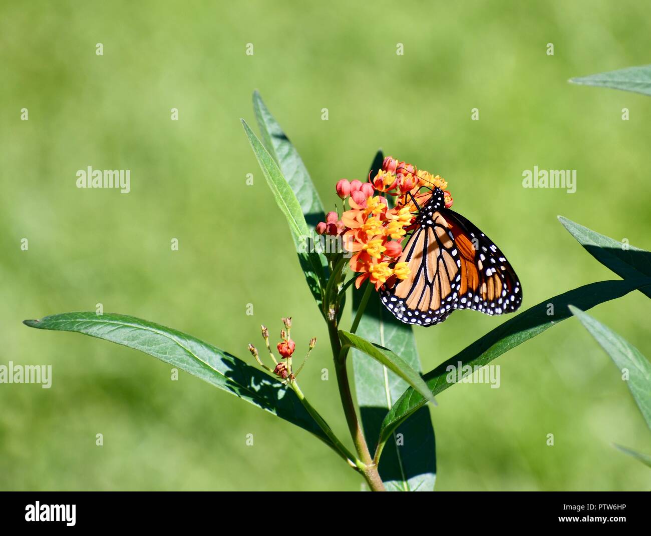 monarch butterfly on butterfly weed Stock Photo - Alamy