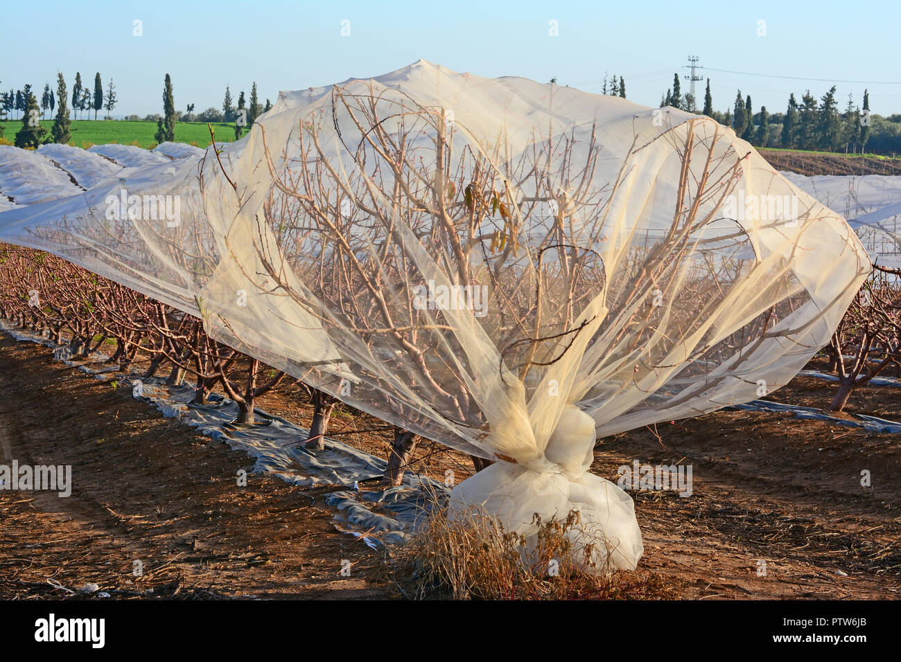 Net protection agriculture Stock Photo - Alamy