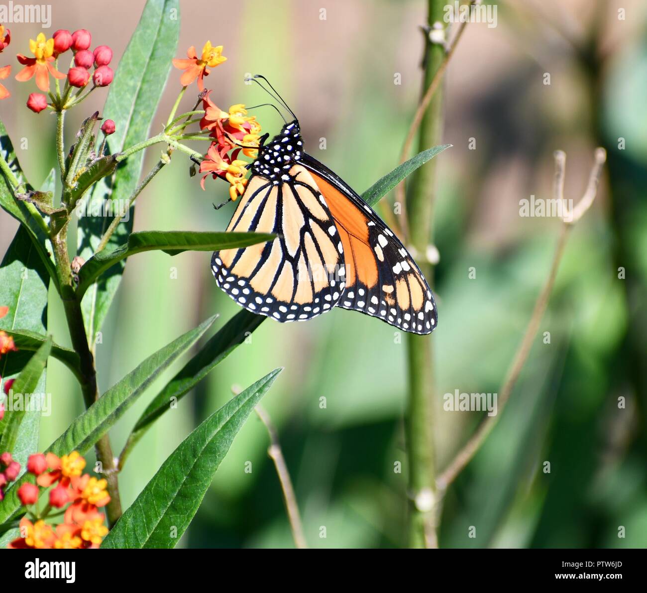 Butterfly on butterfly weed hi-res stock photography and images - Alamy