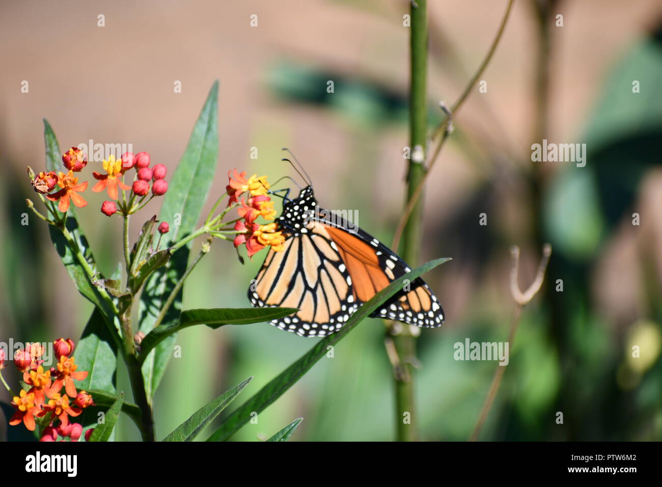 monarch butterfly on butterfly weed Stock Photo - Alamy