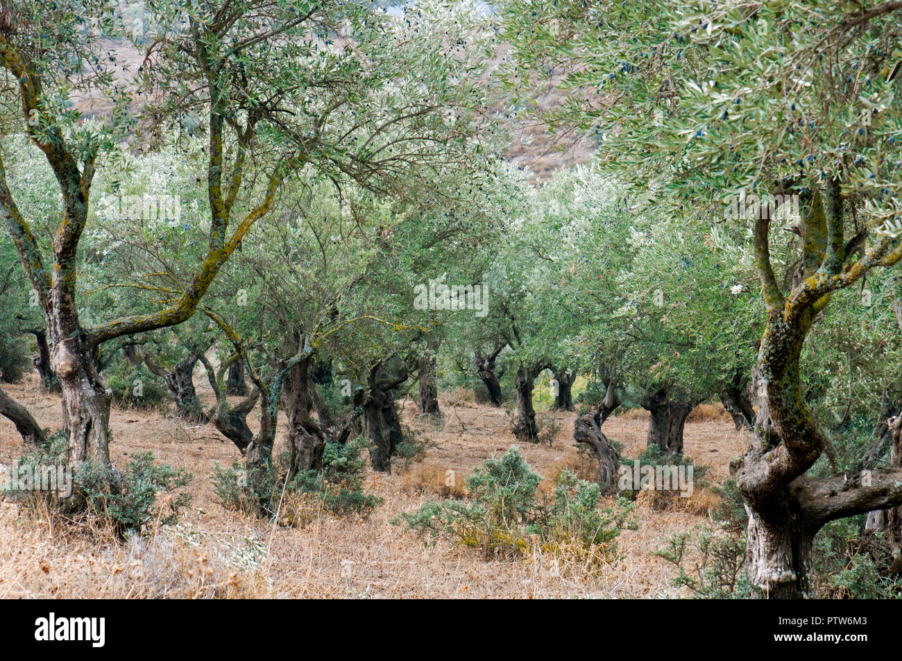Mediterranean olive trees Stock Photo - Alamy
