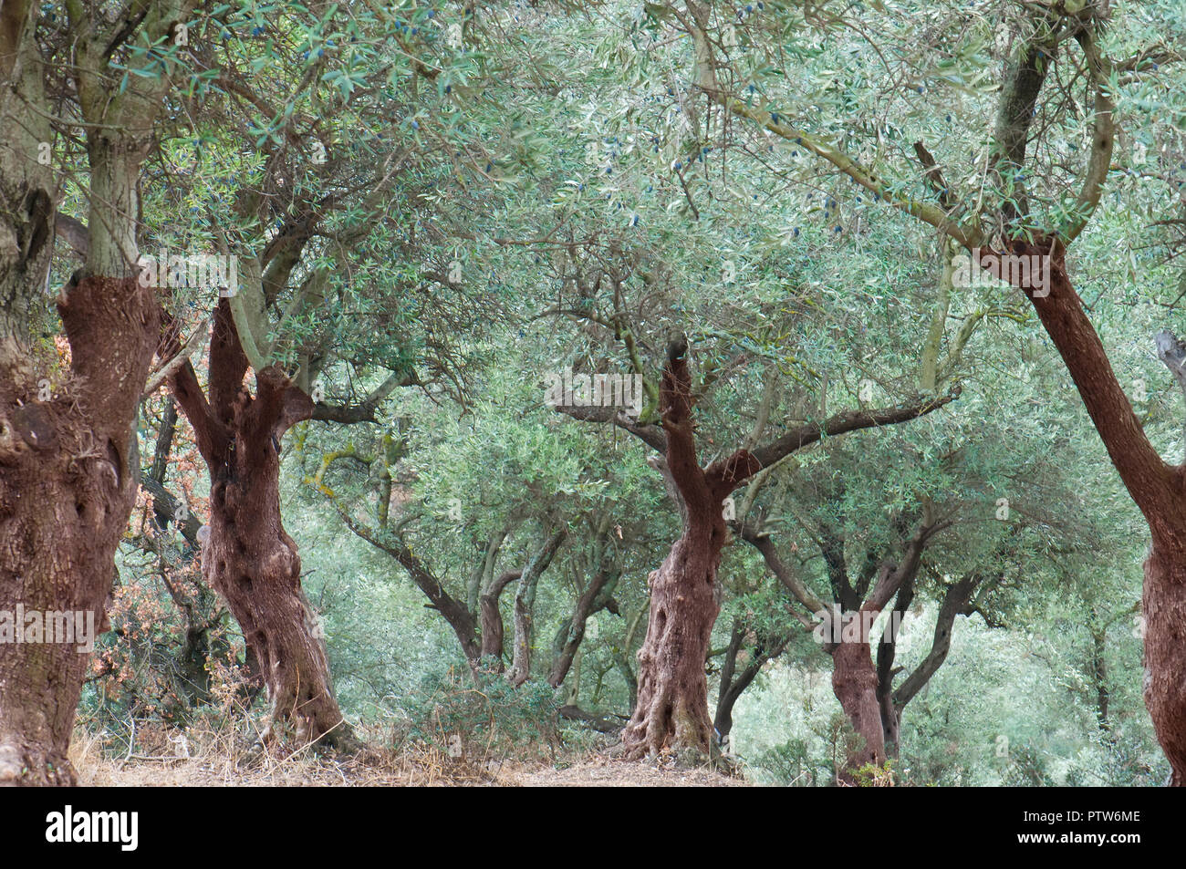 Mediterranean olive trees Stock Photo - Alamy