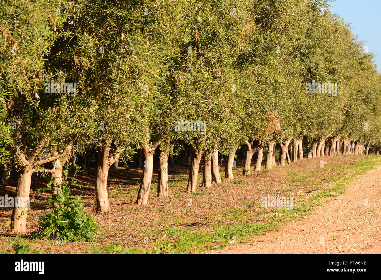 Mediterranean olive trees Stock Photo - Alamy