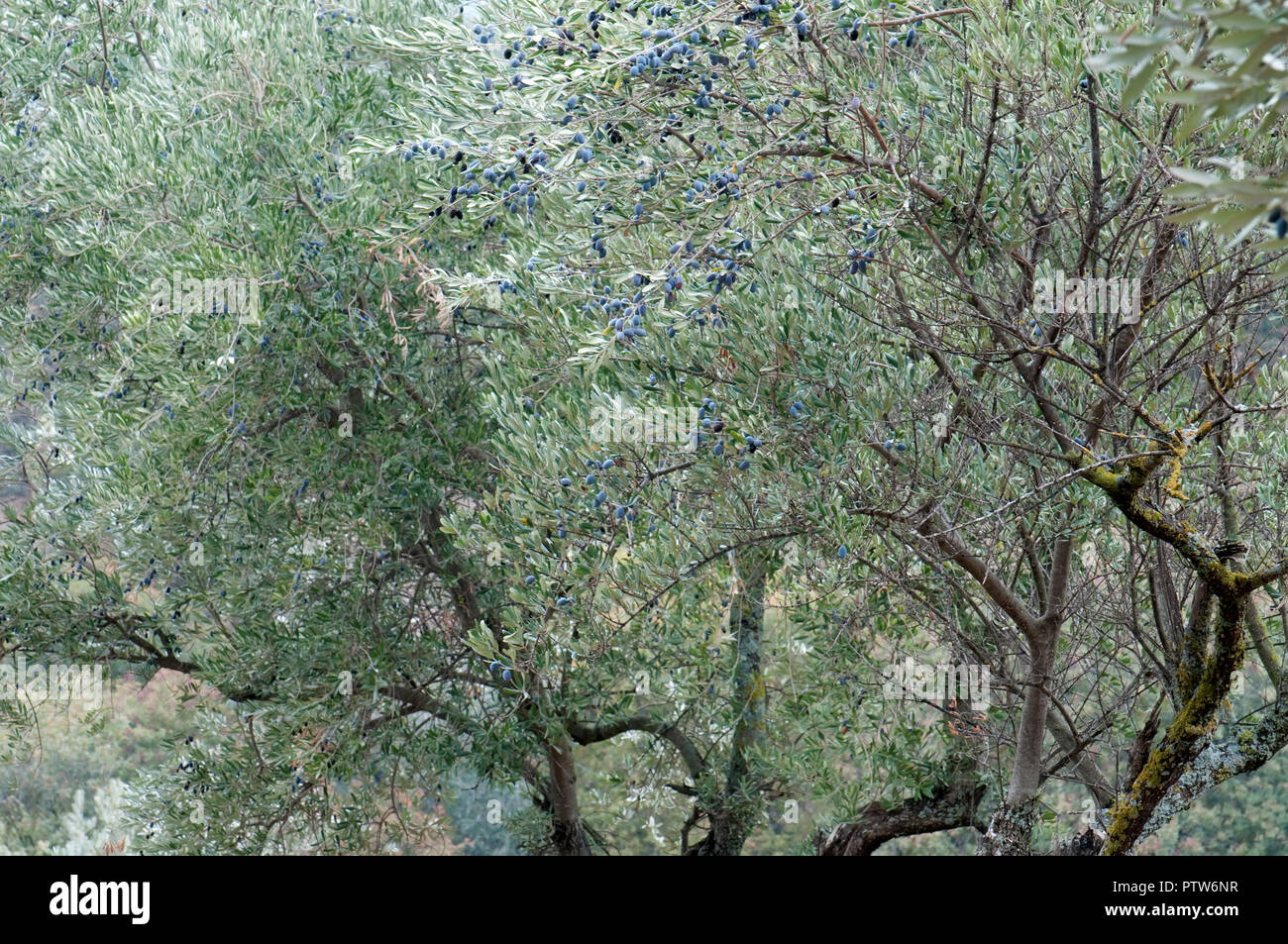Mediterranean olive trees Stock Photo - Alamy