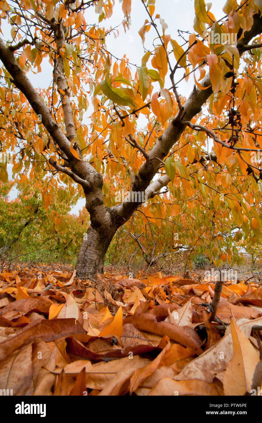 Persimmon tree leaves in fall colors Stock Photo - Alamy