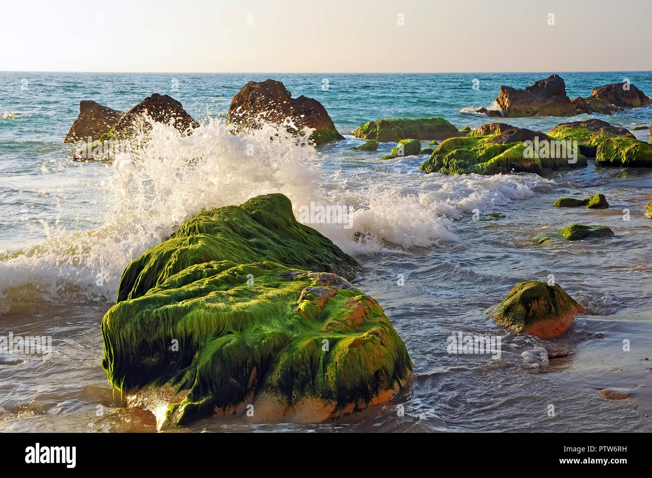 Mediterranean seaweed hi-res stock photography and images - Alamy