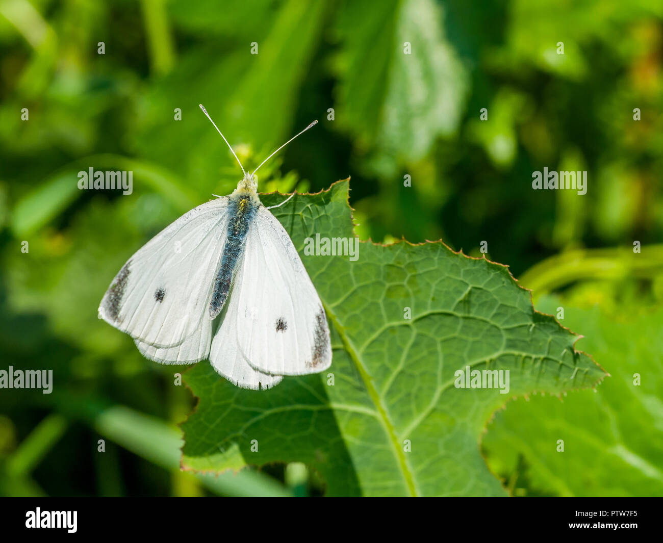 Small white butterfly hi-res stock photography and images - Alamy