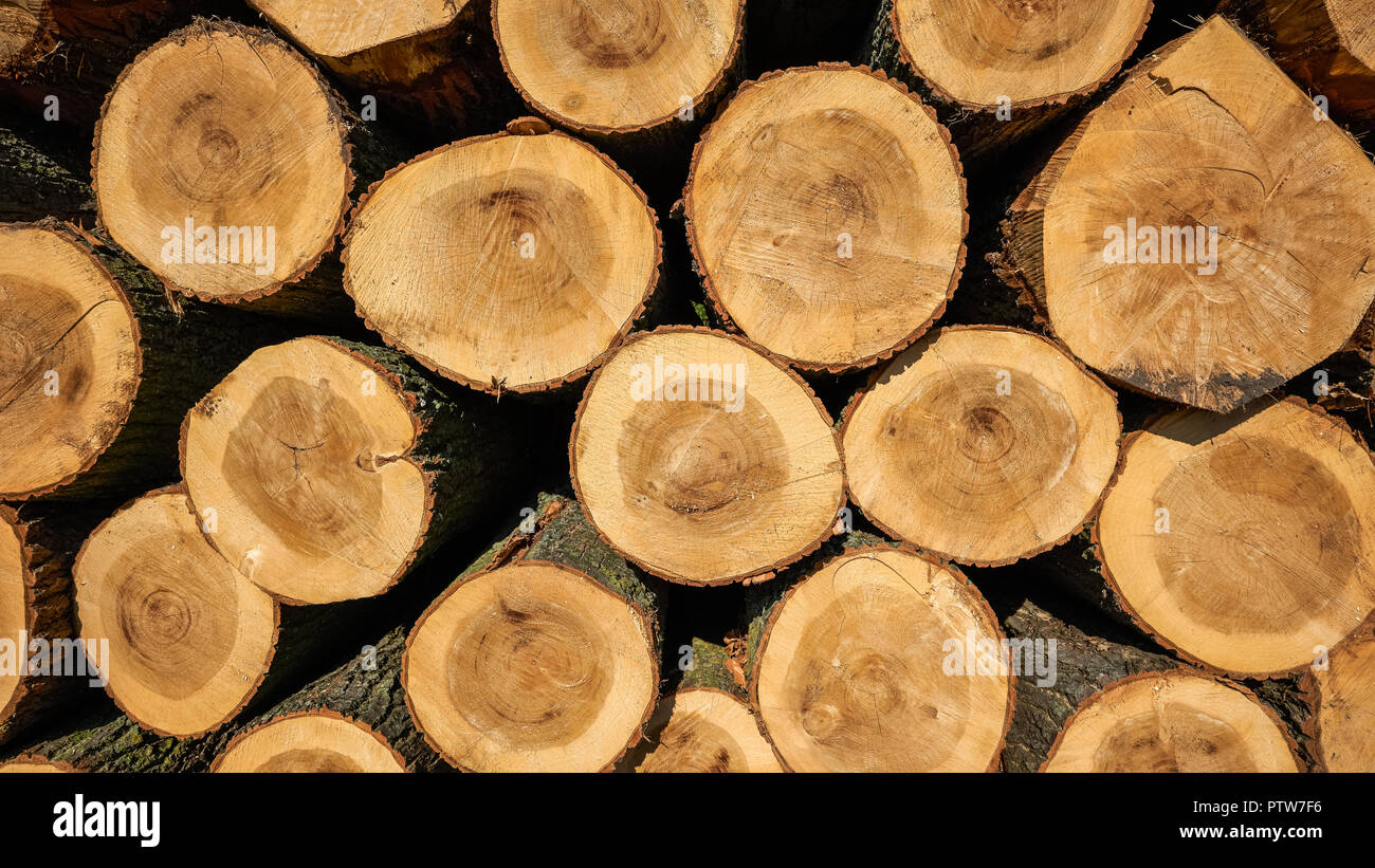 Lumber logs stack wood tree hi-res stock photography and images - Alamy