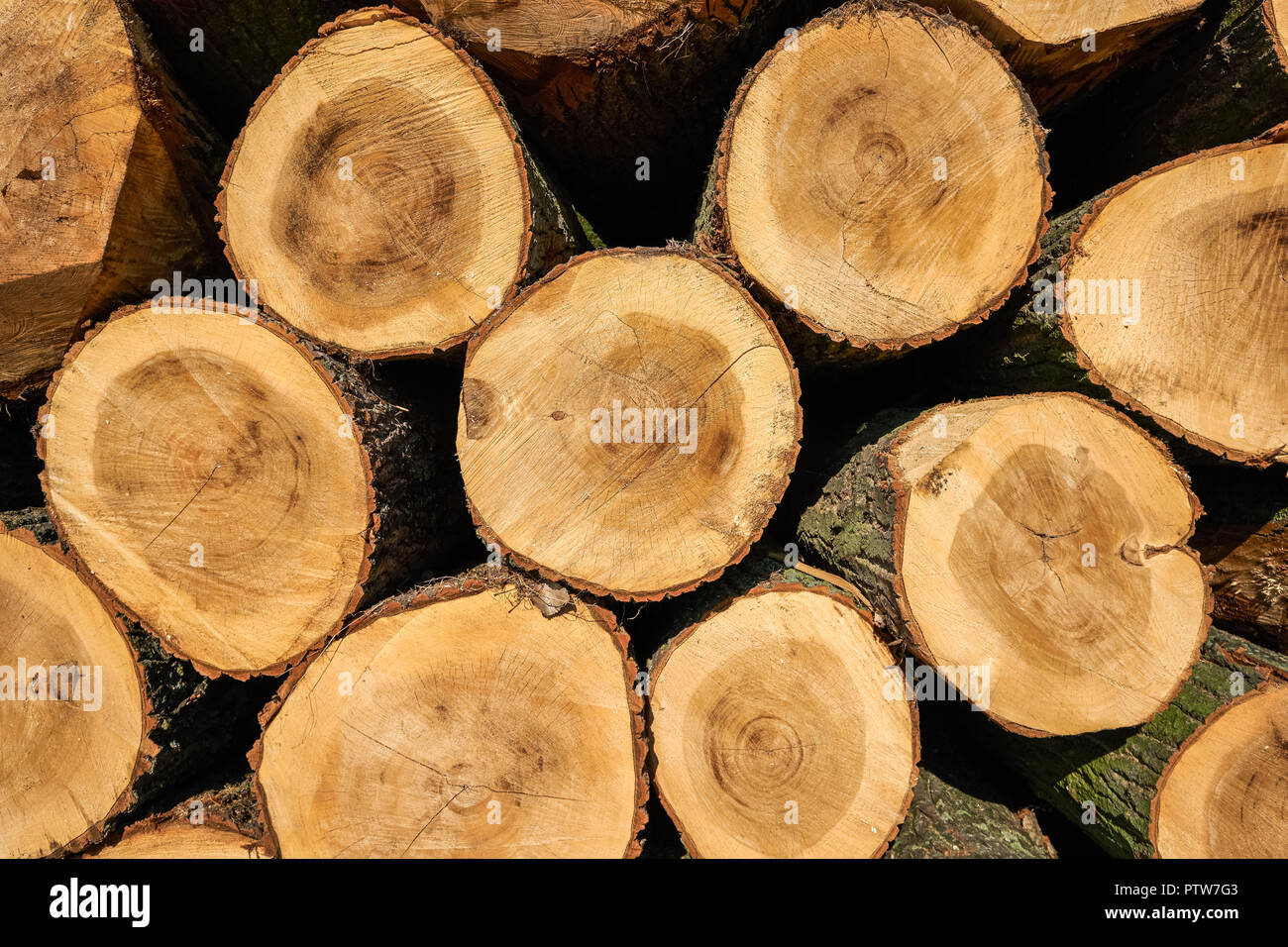 Thick logs hi-res stock photography and images - Alamy