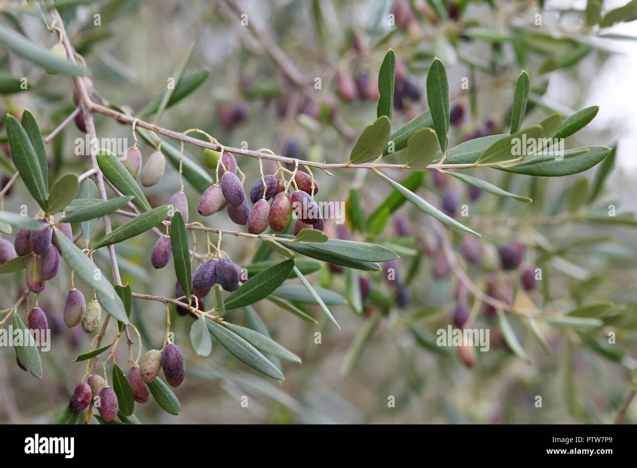 Ripe olives on olive tree hi-res stock photography and images - Alamy