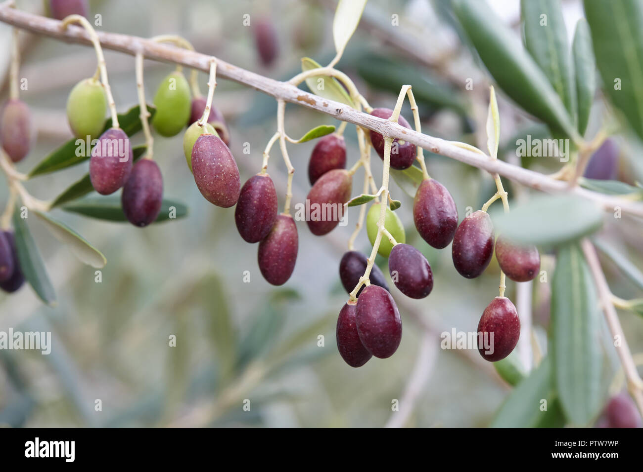 Black olives growing on tree hi-res stock photography and images - Alamy