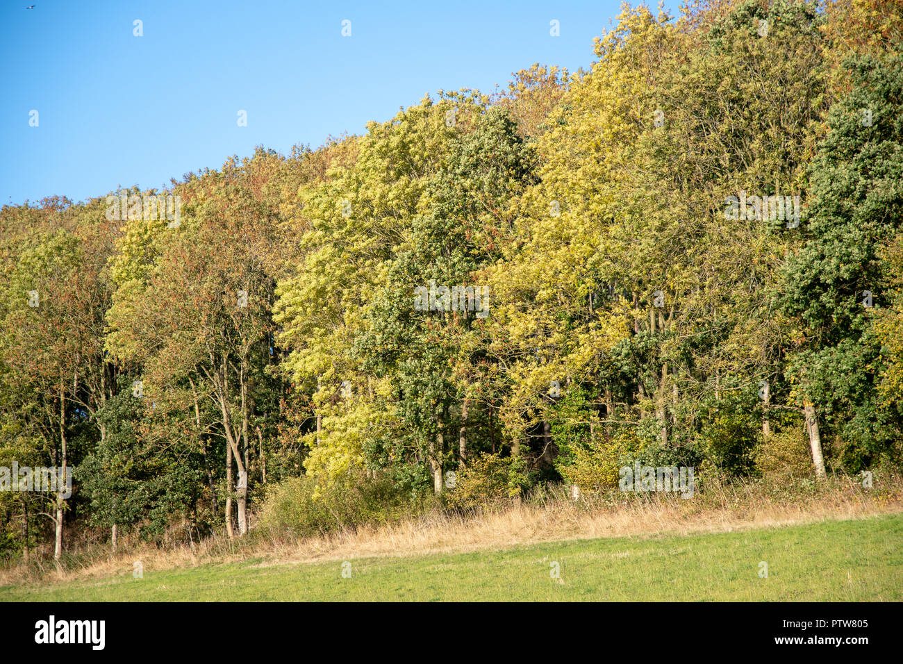 Views of English countryside in autumn with fields and trees Stock ...