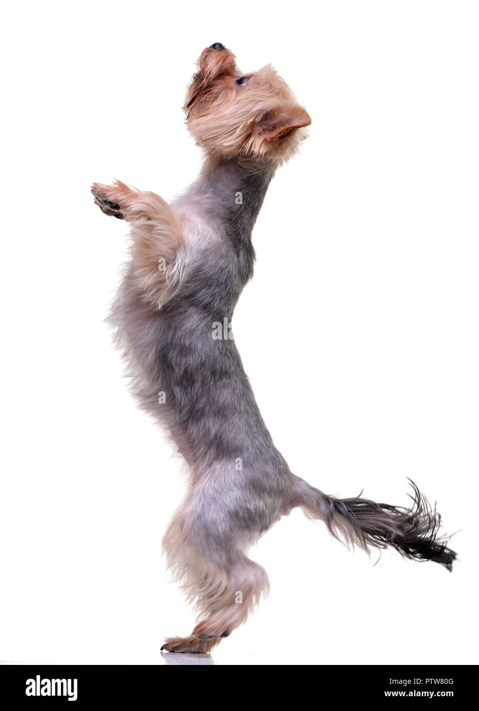 An adorable Yorkshire Terrier standing on hind legs - isolated on white ...