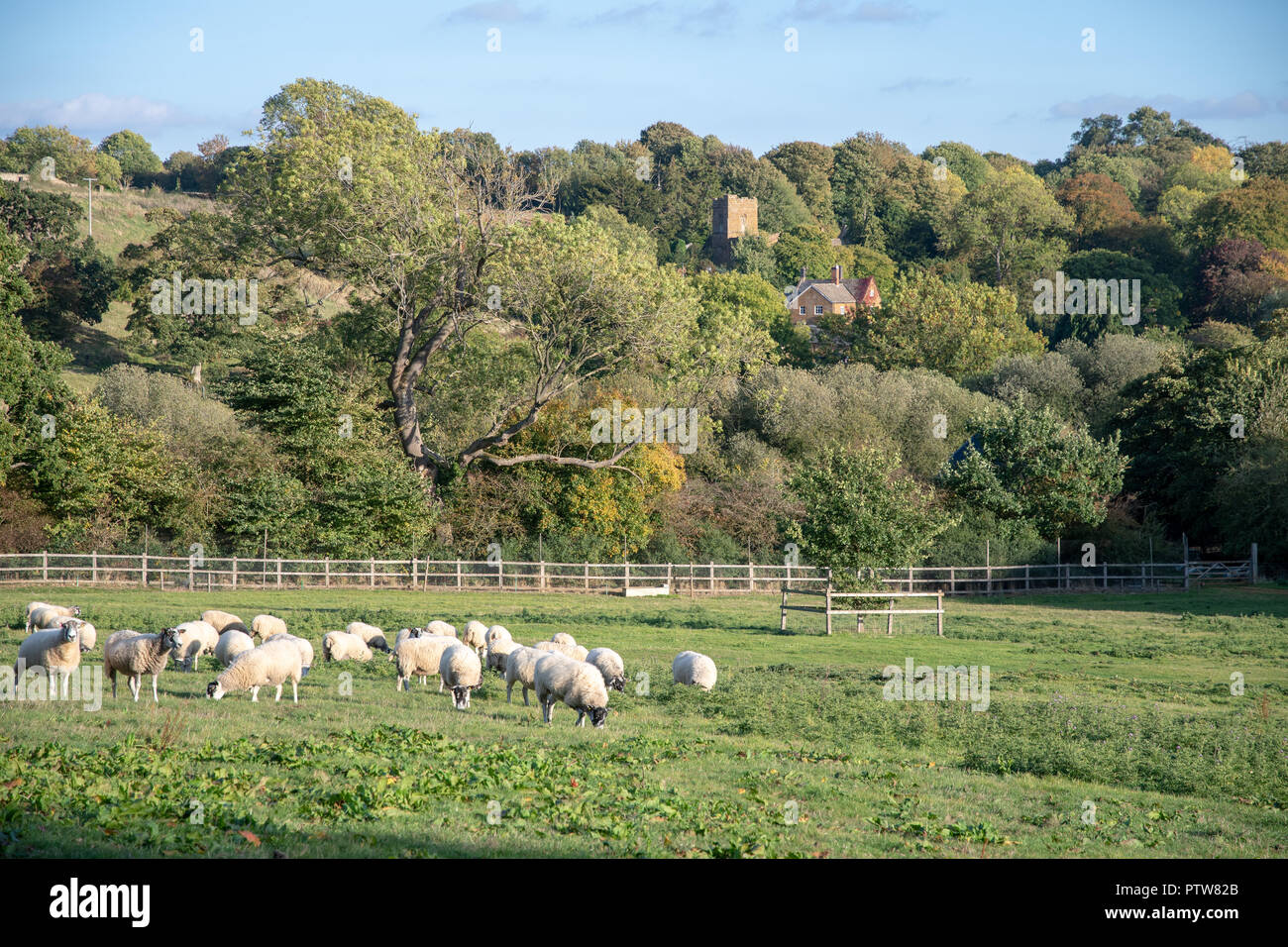 Sheep grazing by the church hi-res stock photography and images - Alamy