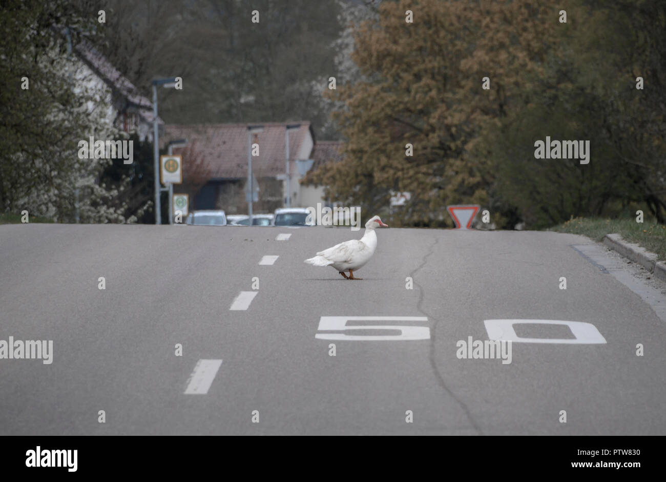 Funny duck walking slowly on a street with the mark for 50 km speed ...