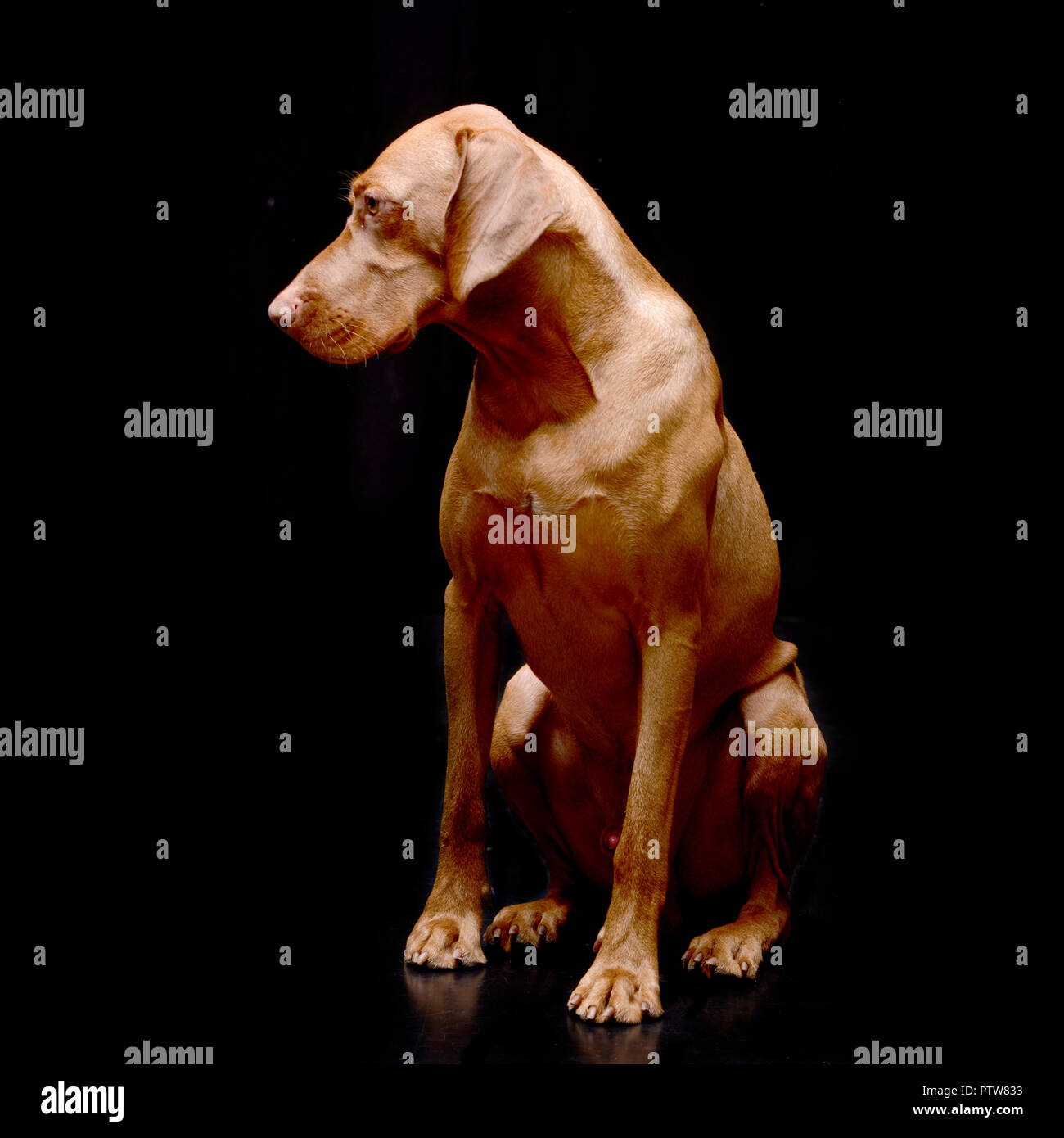 Studio shot of an adorable hungarian vizsla (magyar vizsla) sitting on ...