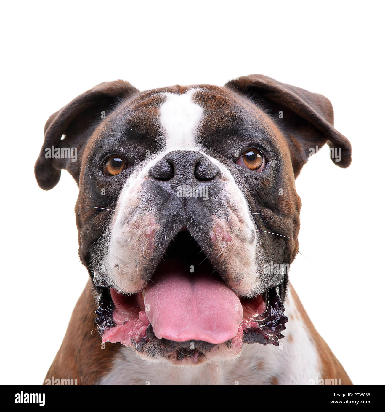 Portrait of an adorable Boxer - isolated on white background Stock ...