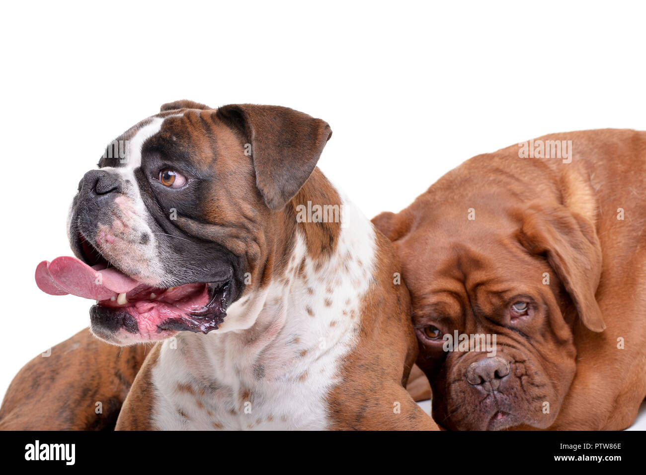 Studio shot of an adorable Boxer and a Dogue de Bordeaux - isolated on ...