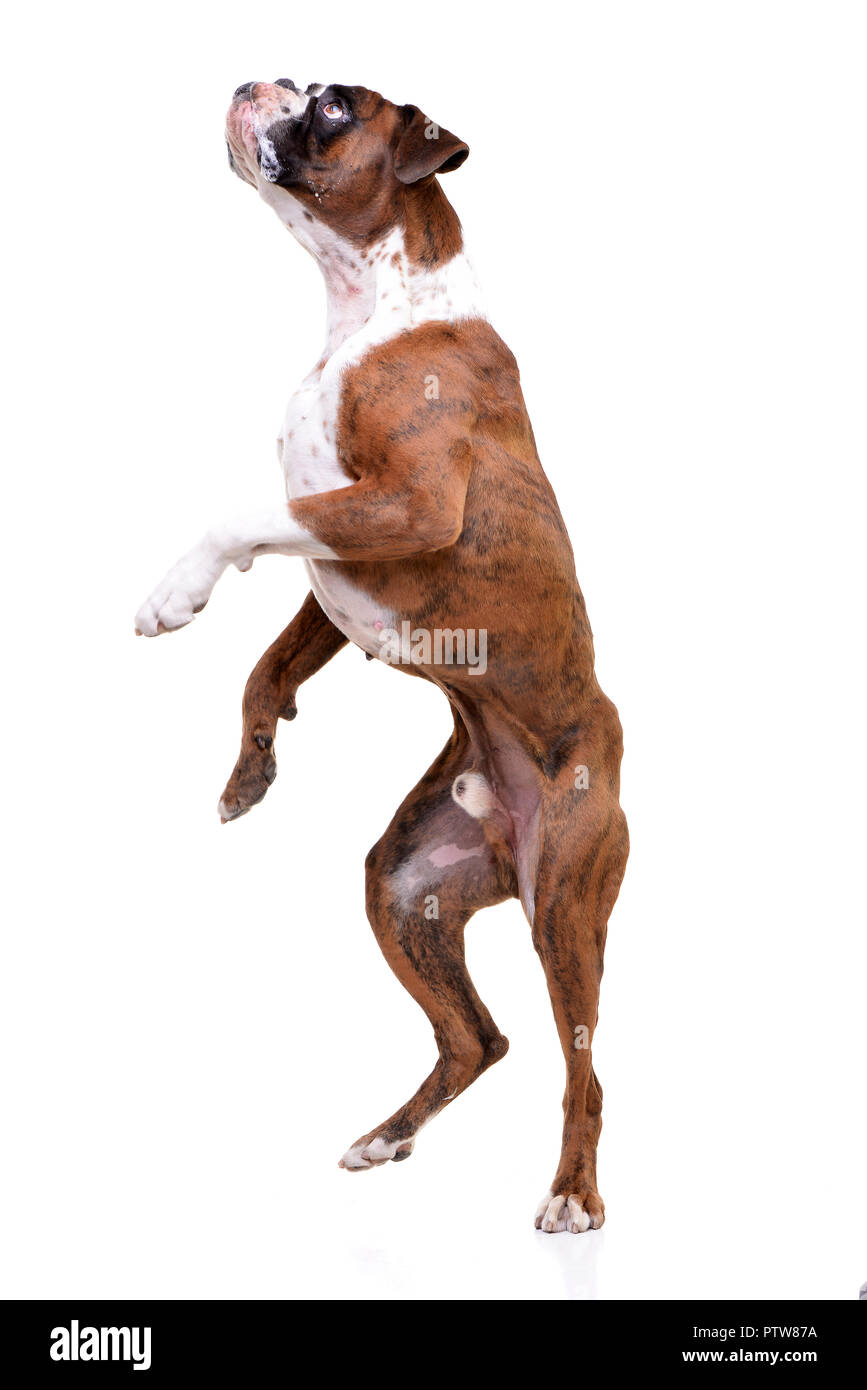 Studio shot of an adorable Boxer standing on hind legs - isolated on ...