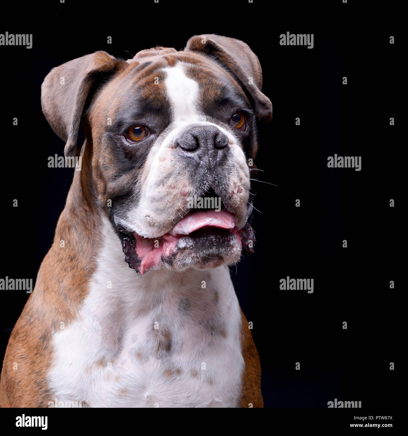Portrait of an adorable Boxer sitting on black background Stock Photo ...