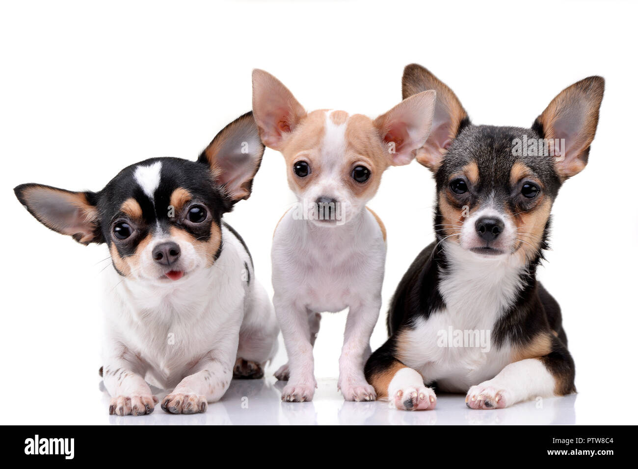Studio shot of three adorable Chihuahua - isolated on white background ...