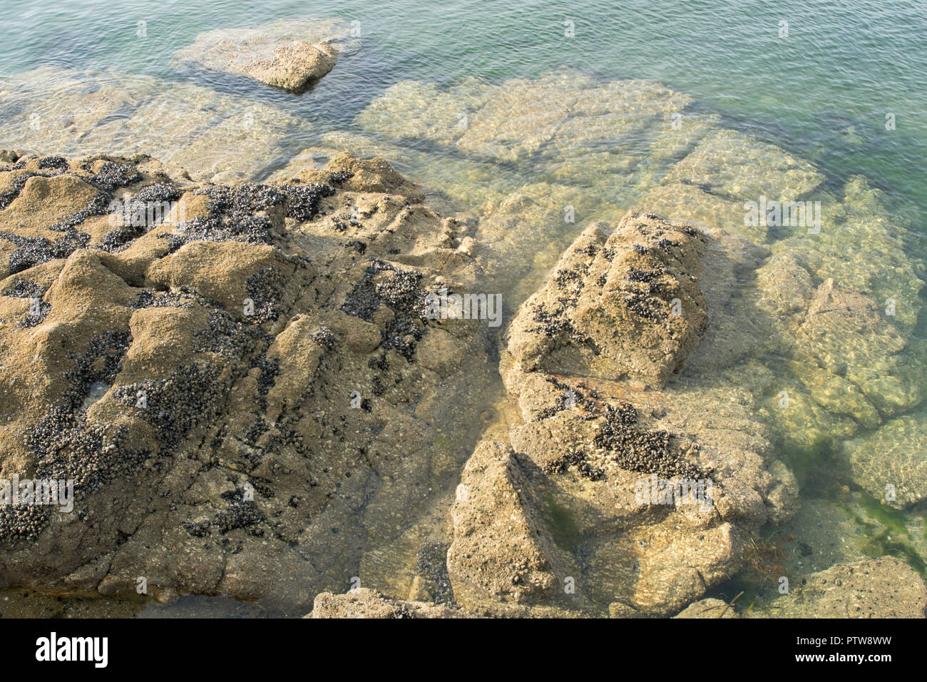 Fresh water bivalve hi-res stock photography and images - Alamy