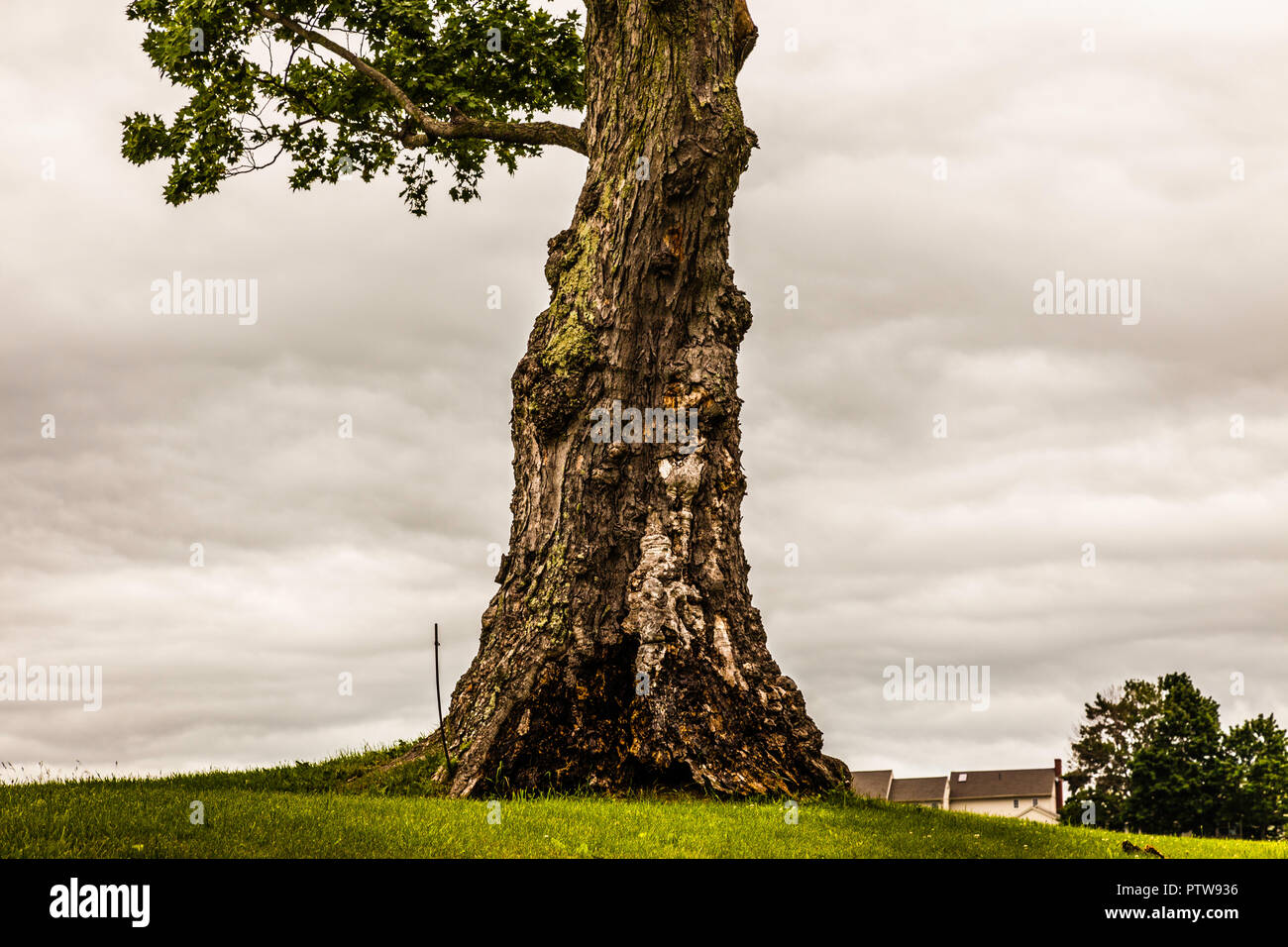 Maple Tree Haisdan Farm LLC Sharon, Connecticut, USA Stock Photo - Alamy
