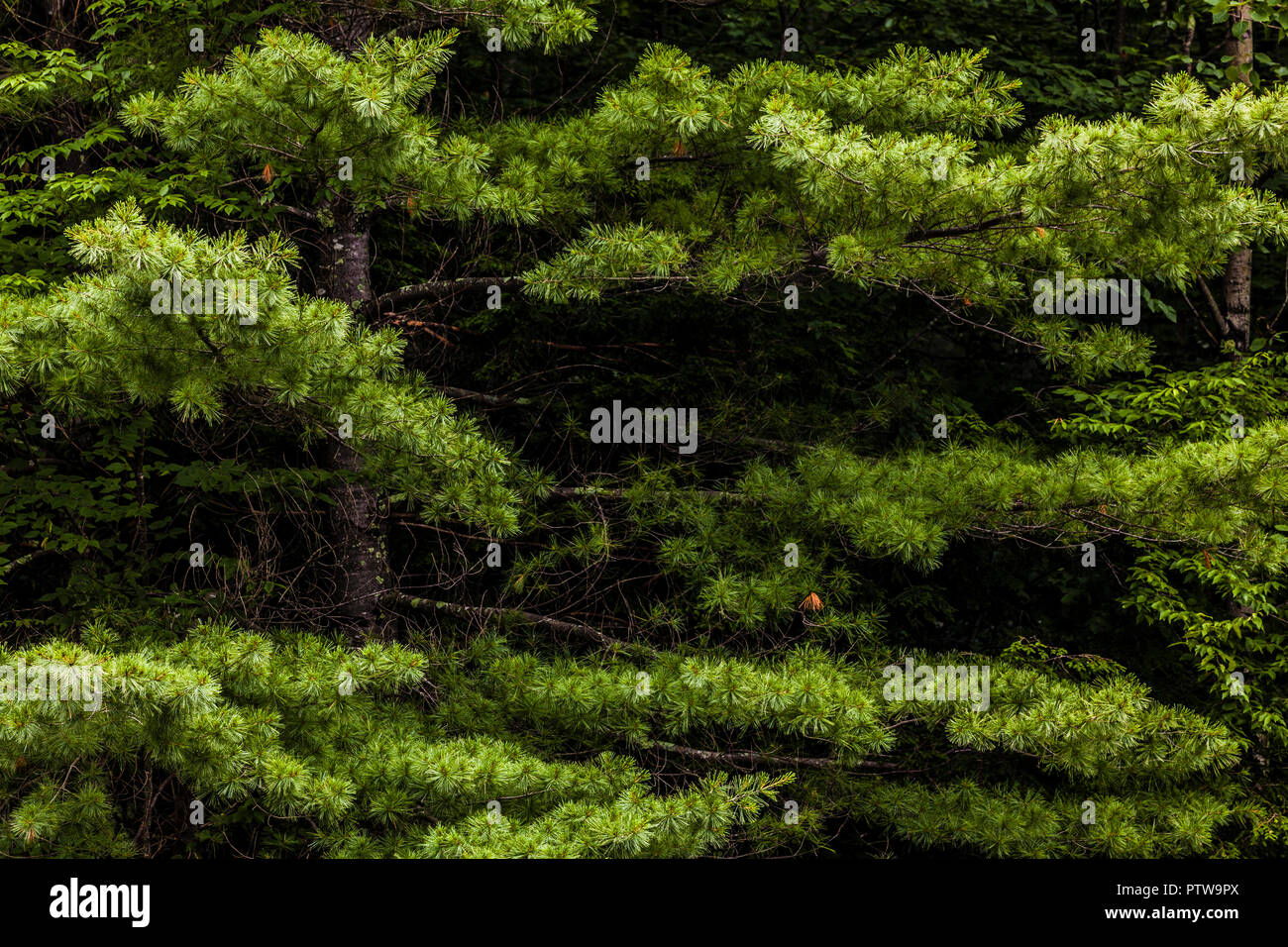 Pine Trees Hogback Dam Hartland, Connecticut, USA Stock Photo - Alamy