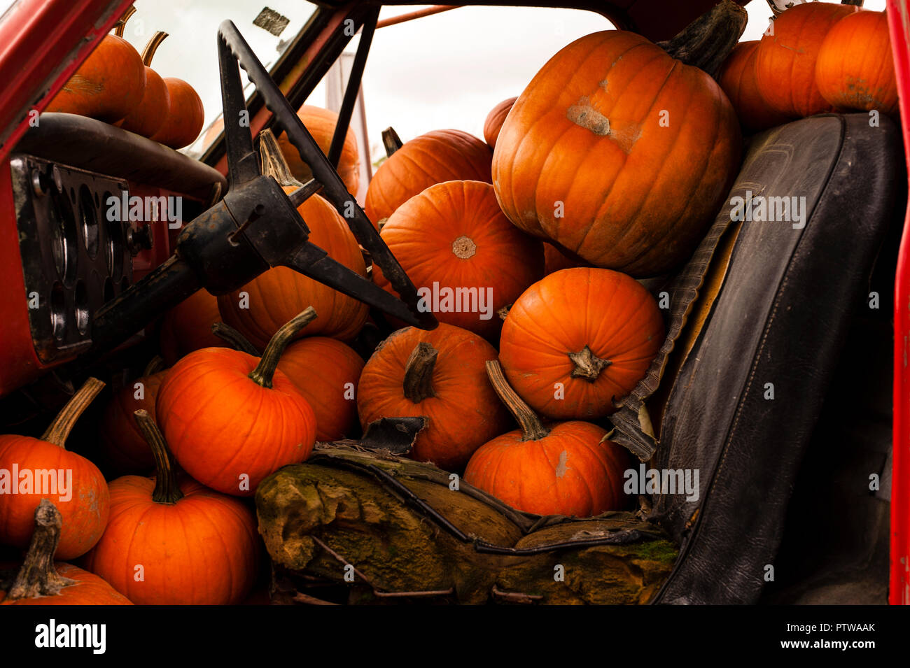 Pumpkins Old Truck Agriculture High Resolution Stock Photography and ...