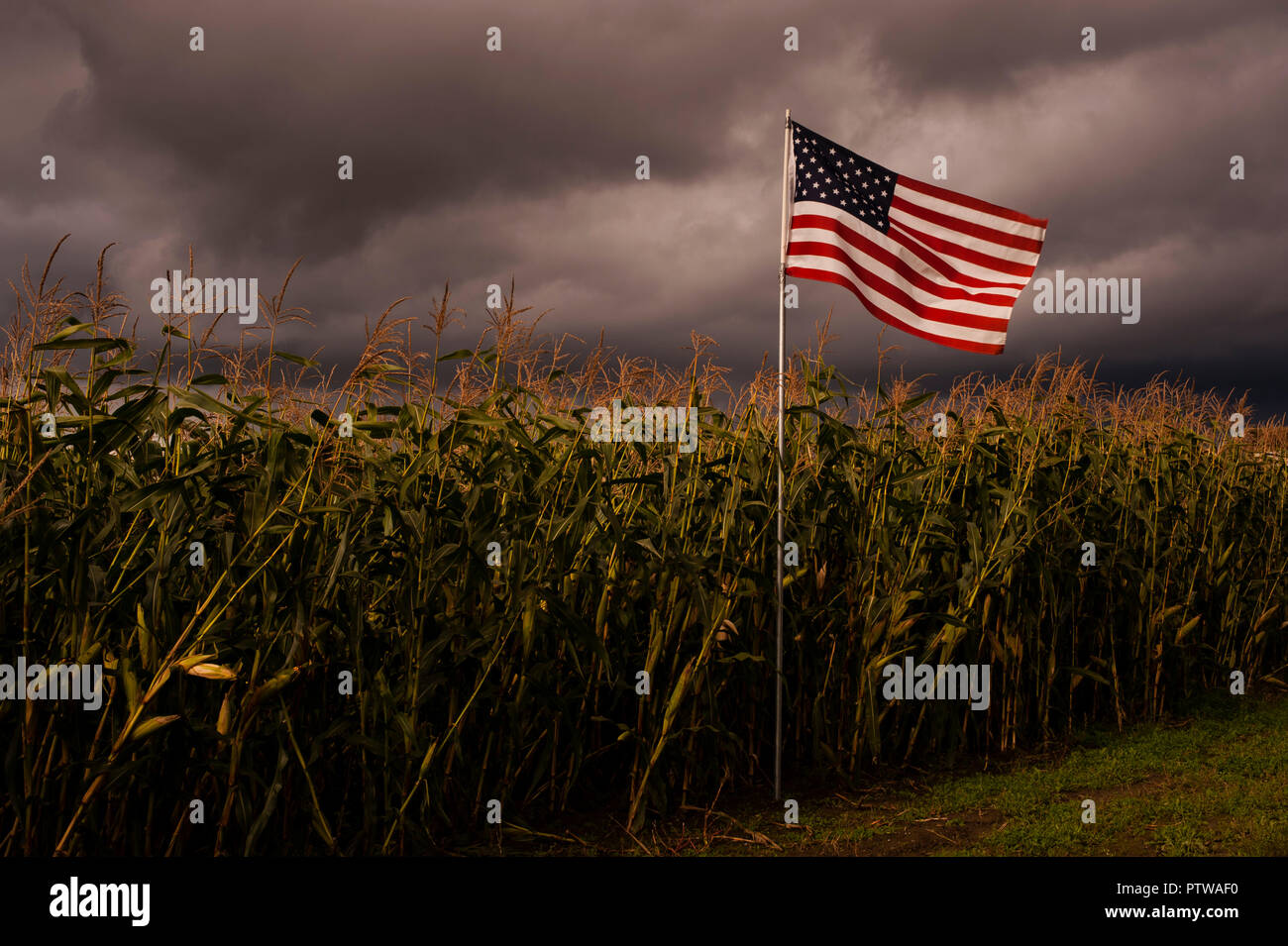 American flag field corn hi-res stock photography and images - Alamy