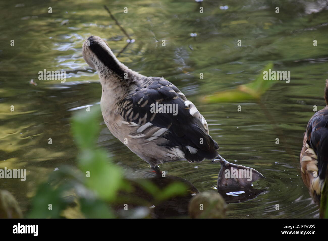 Back view of duck hi-res stock photography and images - Alamy