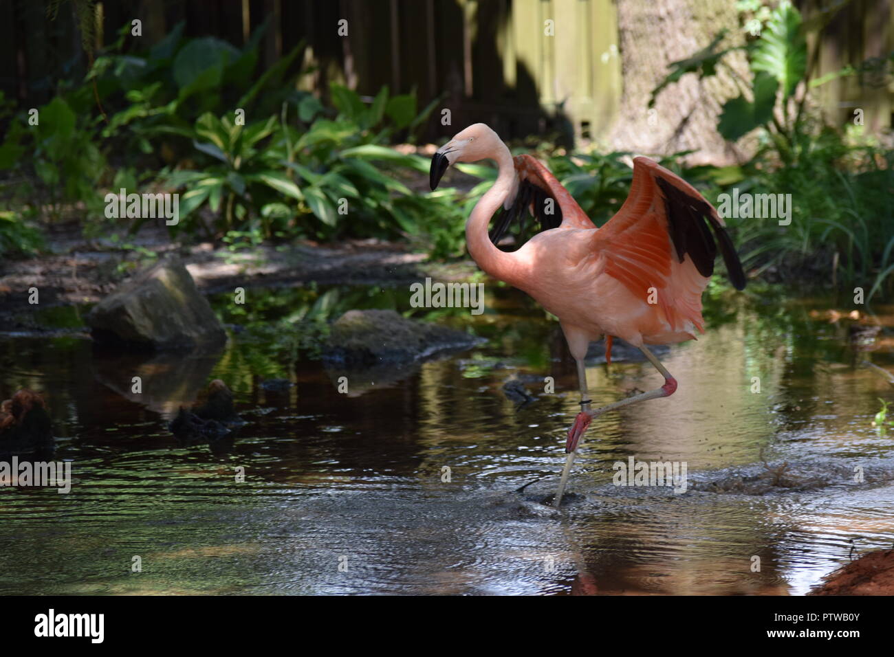 Flamingo running hi-res stock photography and images - Alamy