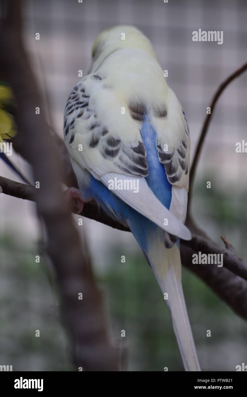Back view of parakeet hi-res stock photography and images - Alamy