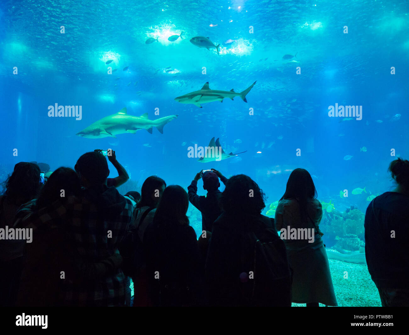 Great white sharks in aquarium with silhouette of crowd taking photos ...