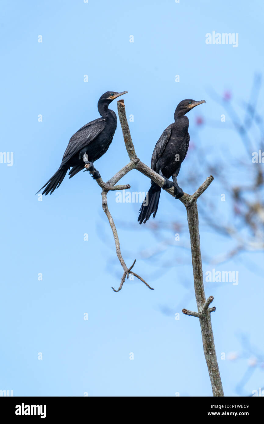 Pacaya Samiria Reserve, Peru, South America. Neotropic Cormorants ...