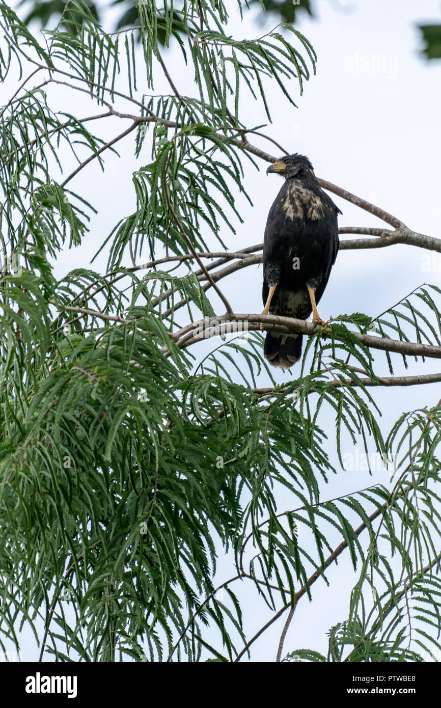 Pacaya Samiria Reserve, Peru, South America. Great Black Hawk perched ...