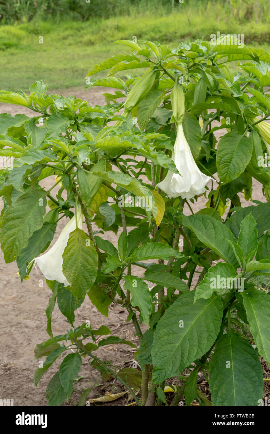 White trumpet tree hi-res stock photography and images - Alamy
