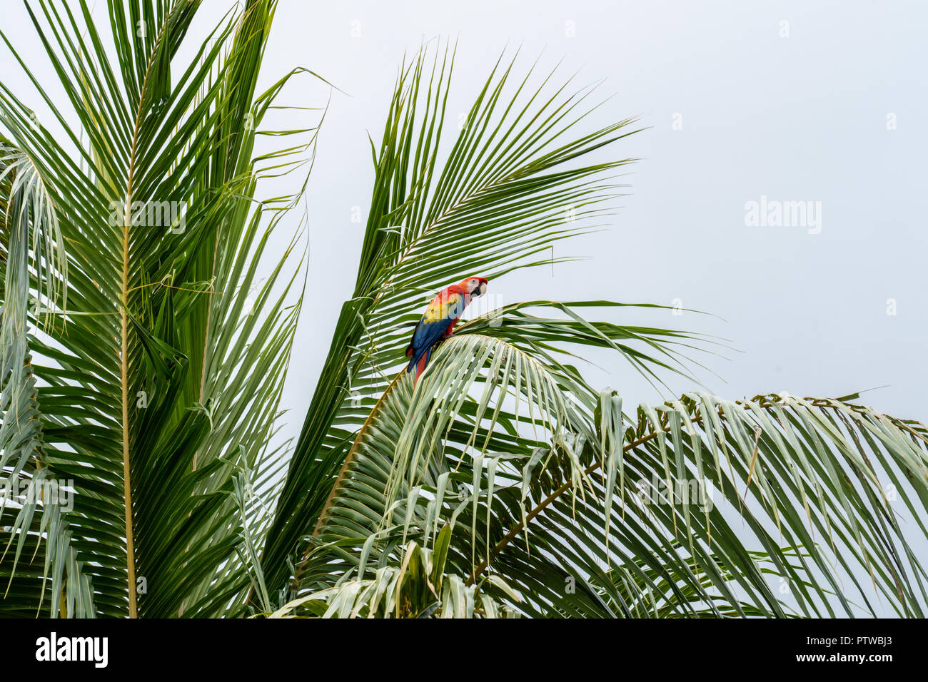 Puerto Miguel Peru, South America. Scarlet Macaw perched in a palm tree ...