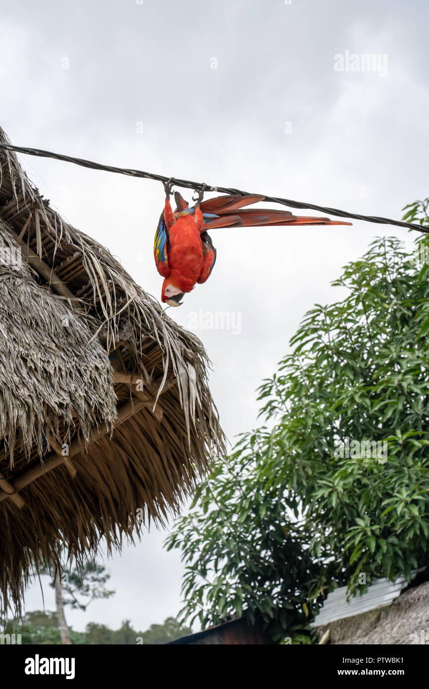 Puerto Miguel Peru, South America. Scarlet Macaw doing acrobatics on a ...