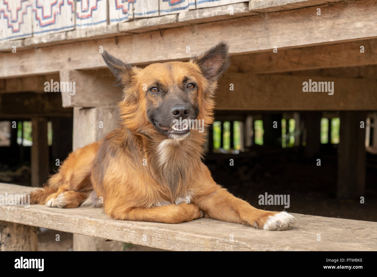 Puerto Miguel Peru, South America. Mutt resting on a bench beside a ...
