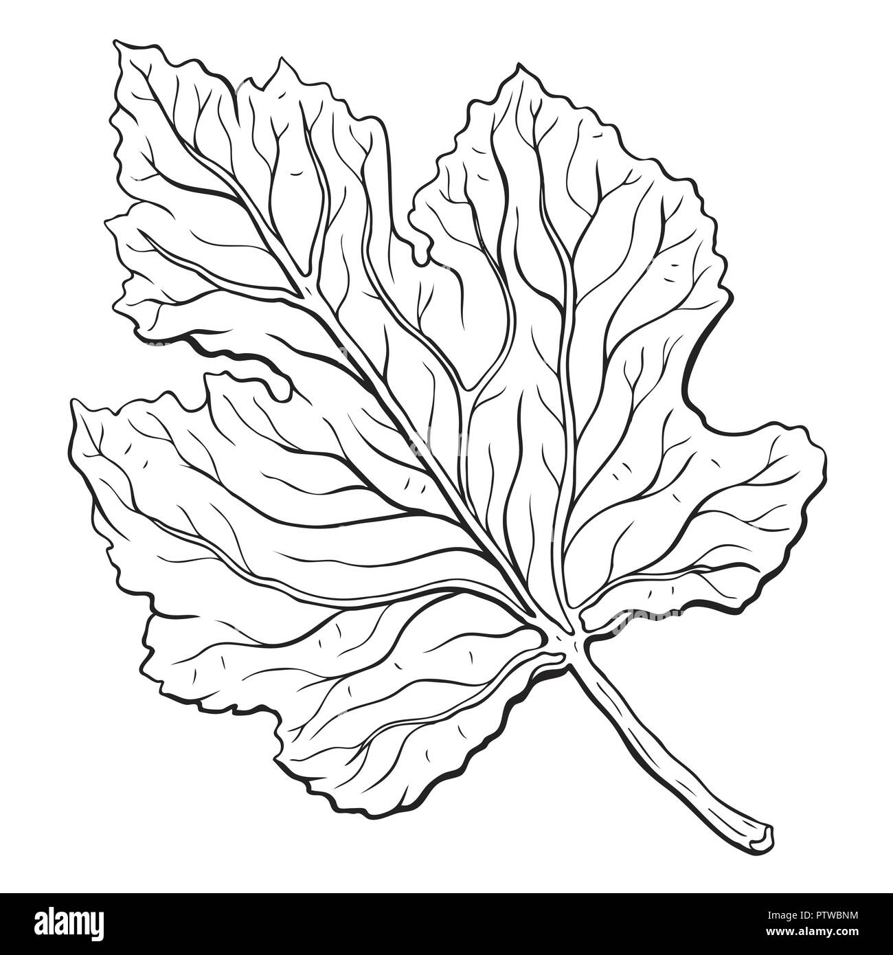leaves. Hand Drawn Vector illustration Stock Vector Image & Art - Alamy