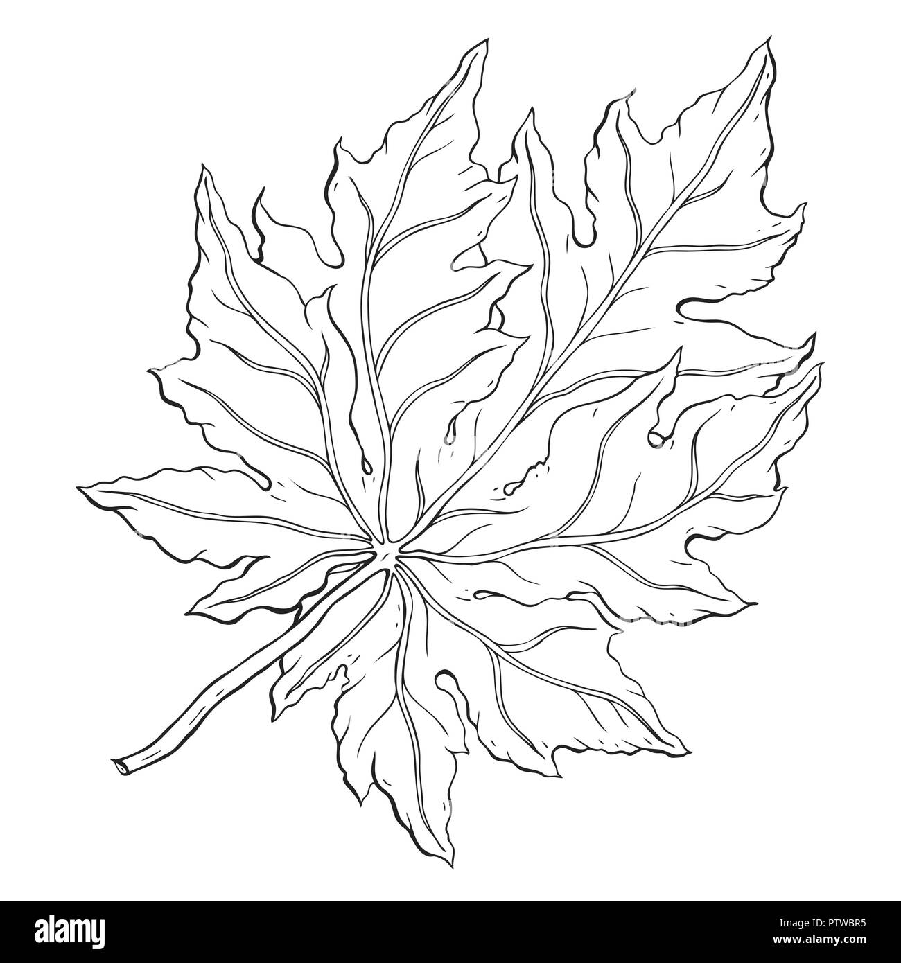 leaves. Hand Drawn Vector illustration Stock Vector Image & Art - Alamy