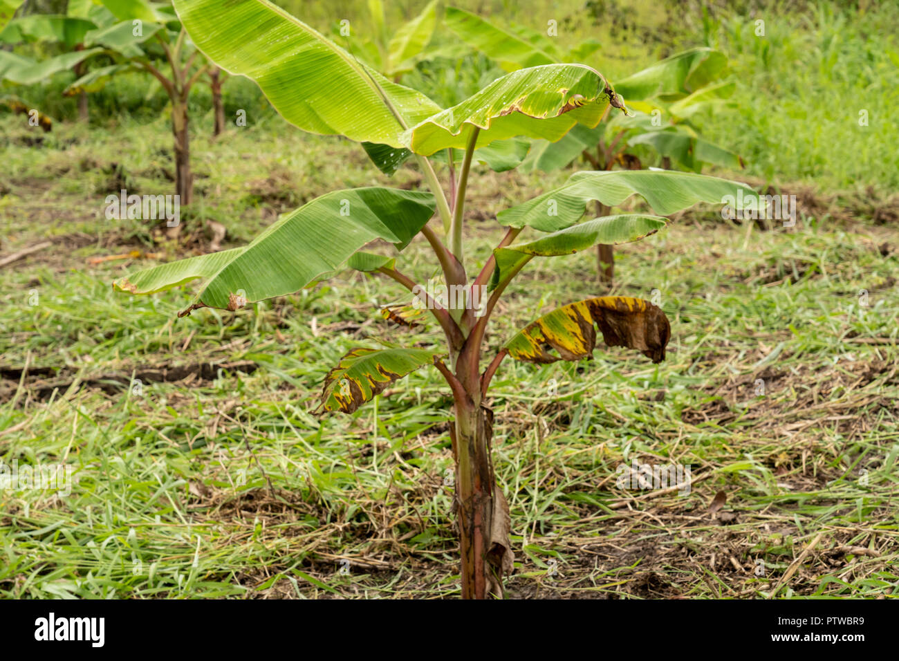 Puerto Miguel, Peru, South America. Young plantain trees being ...