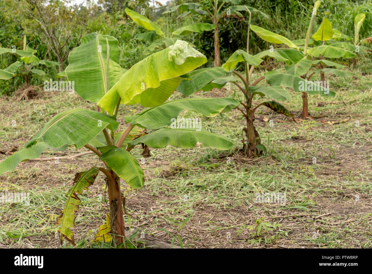 Plantain tree hi-res stock photography and images - Alamy
