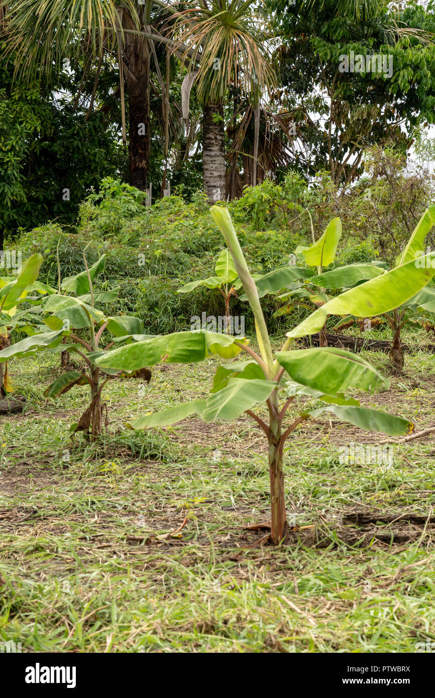 Puerto Miguel, Peru, South America. Young plantain trees being ...