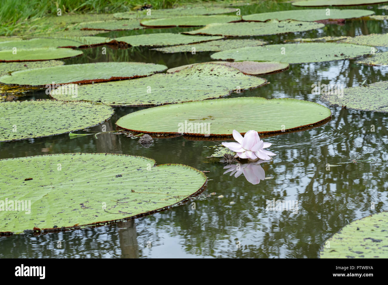Giant water lily amazon rainforest hi-res stock photography and images ...