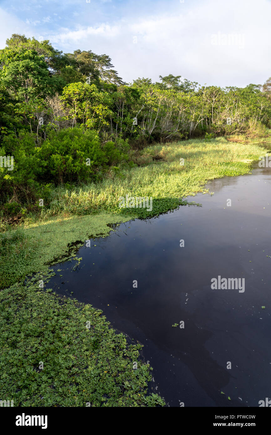 Amazon National Park, Peru, South America. Maranon river rainforest ...
