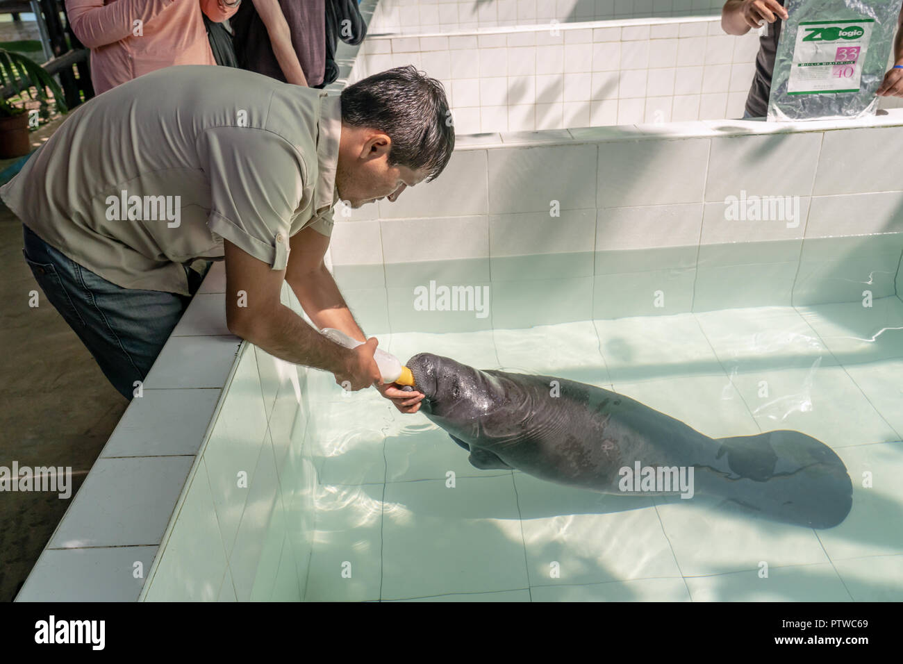 Iquitos, Peru, South America. Keeper bottle feeding a young Manatee ...