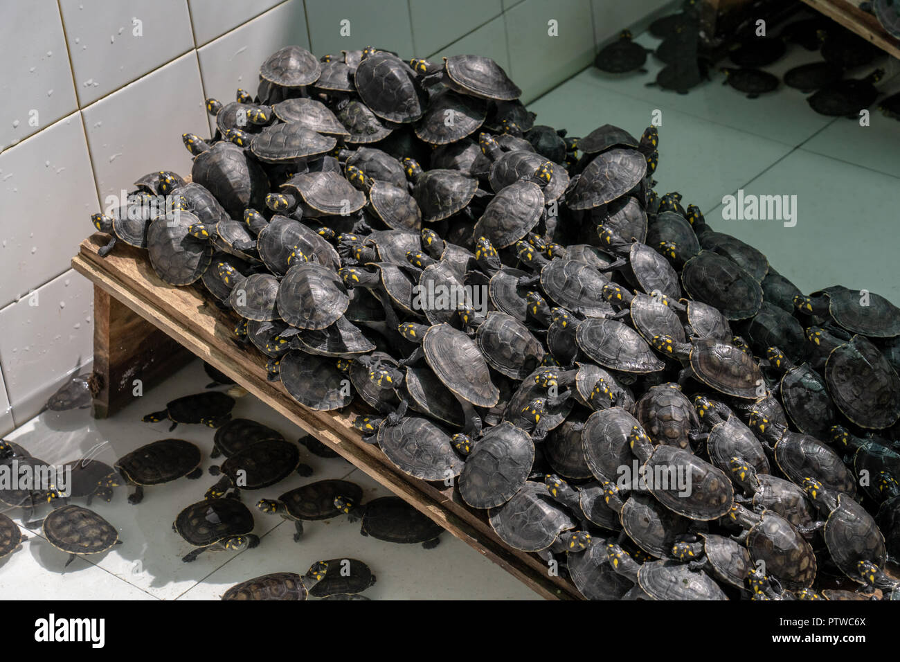 Iquitos, Peru, South America. Yellow-spotted River Turtles or Yellow ...