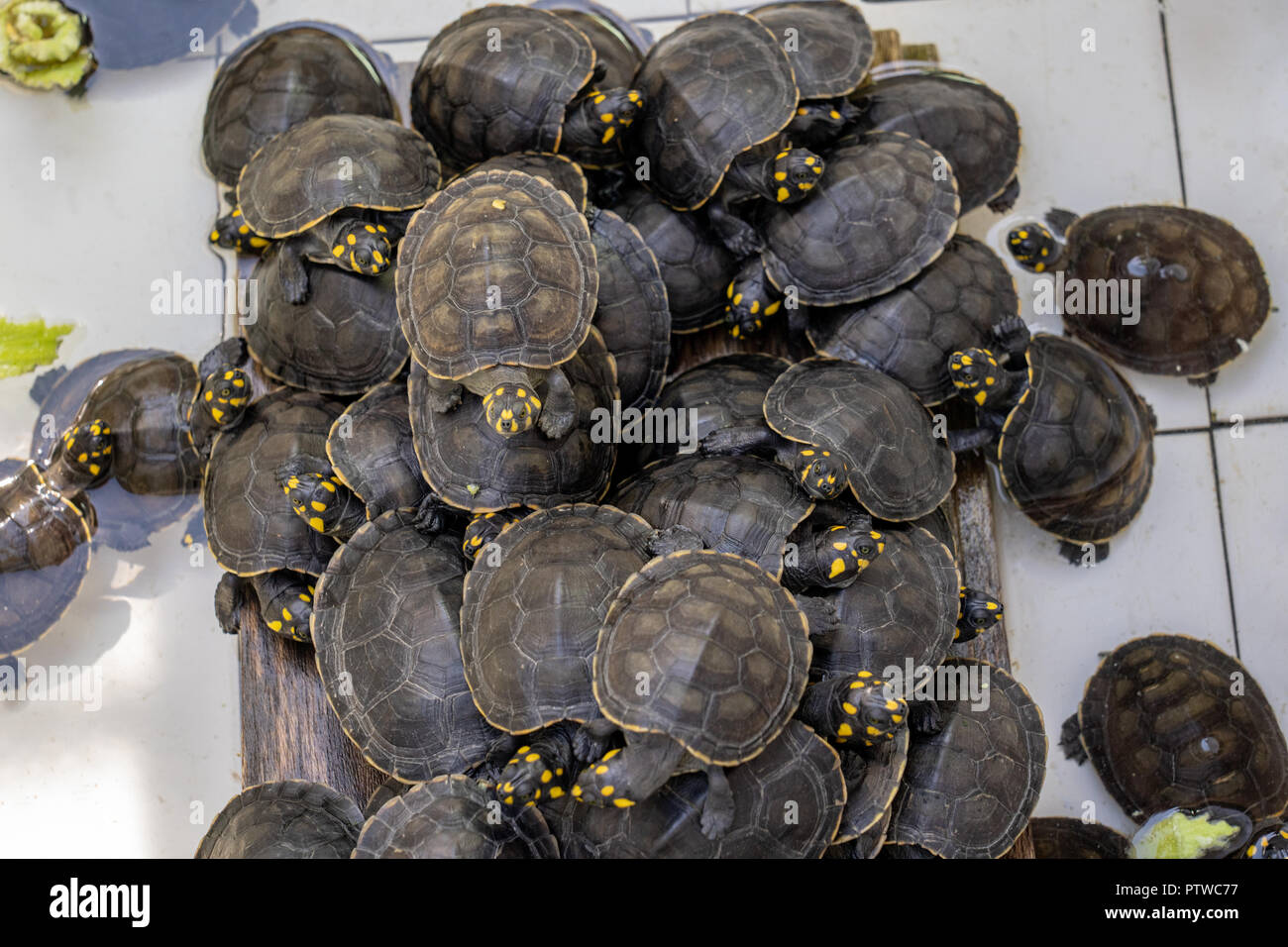Yellow spotted river turtle hi-res stock photography and images - Alamy